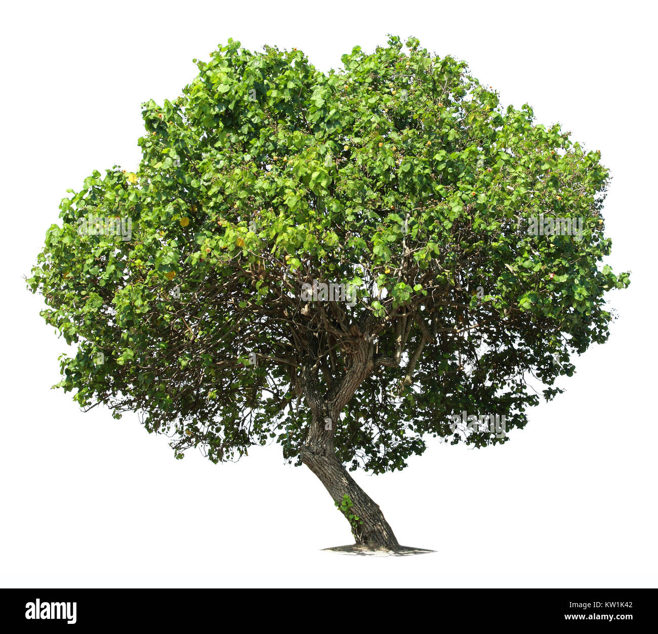 Huge tree branch Cut Out Stock Images & Pictures - Alamy