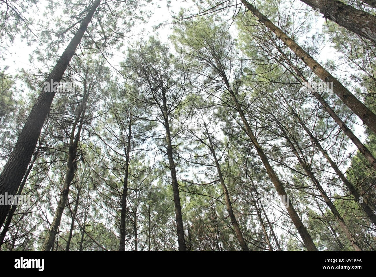 spring forest treetops Stock Photo - Alamy