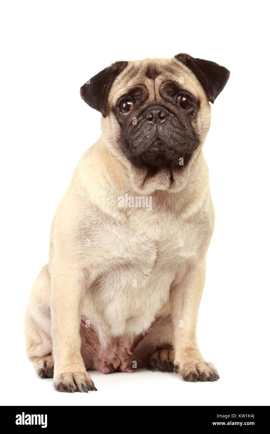 Pug dog on white background Stock Photo - Alamy