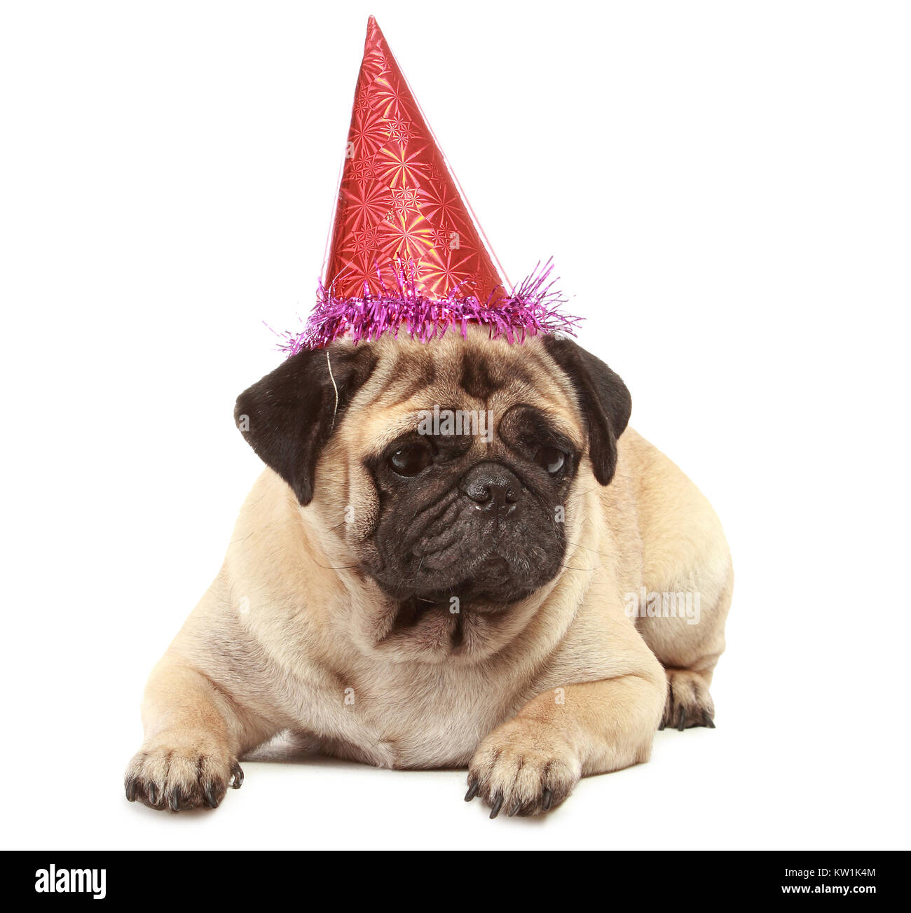 cute Pug dog with hat on white background Stock Photo - Alamy