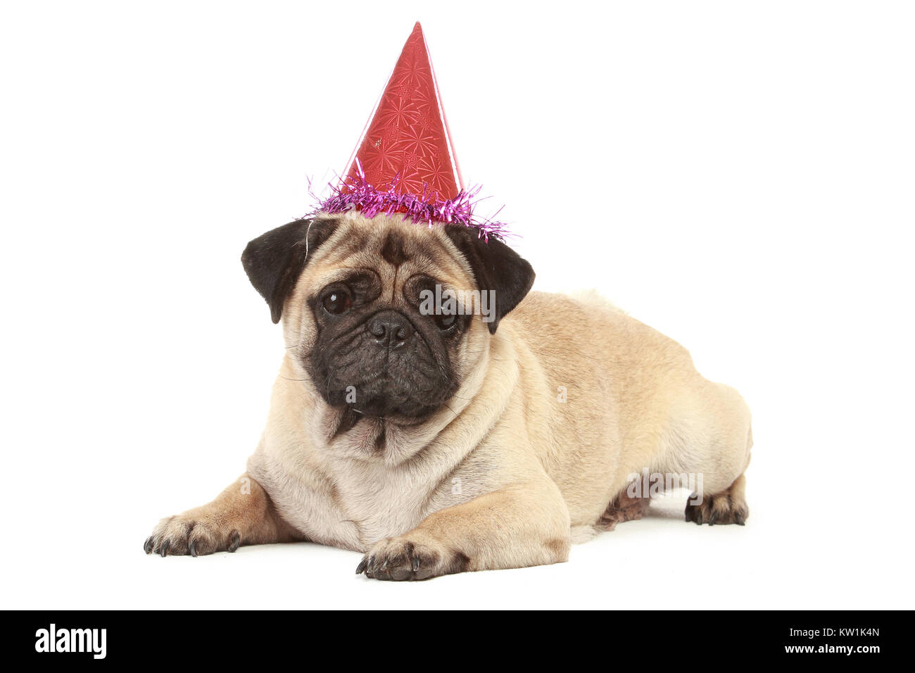 cute Pug dog with hat on white background Stock Photo - Alamy