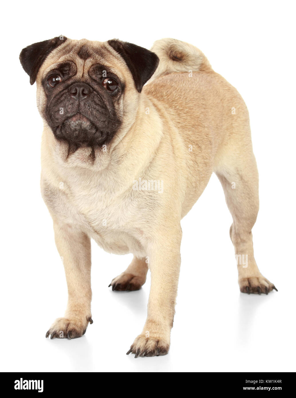 Pug dog on white background Stock Photo - Alamy