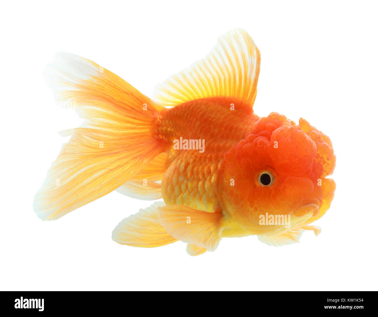 closeup of a goldfish isolated Stock Photo - Alamy