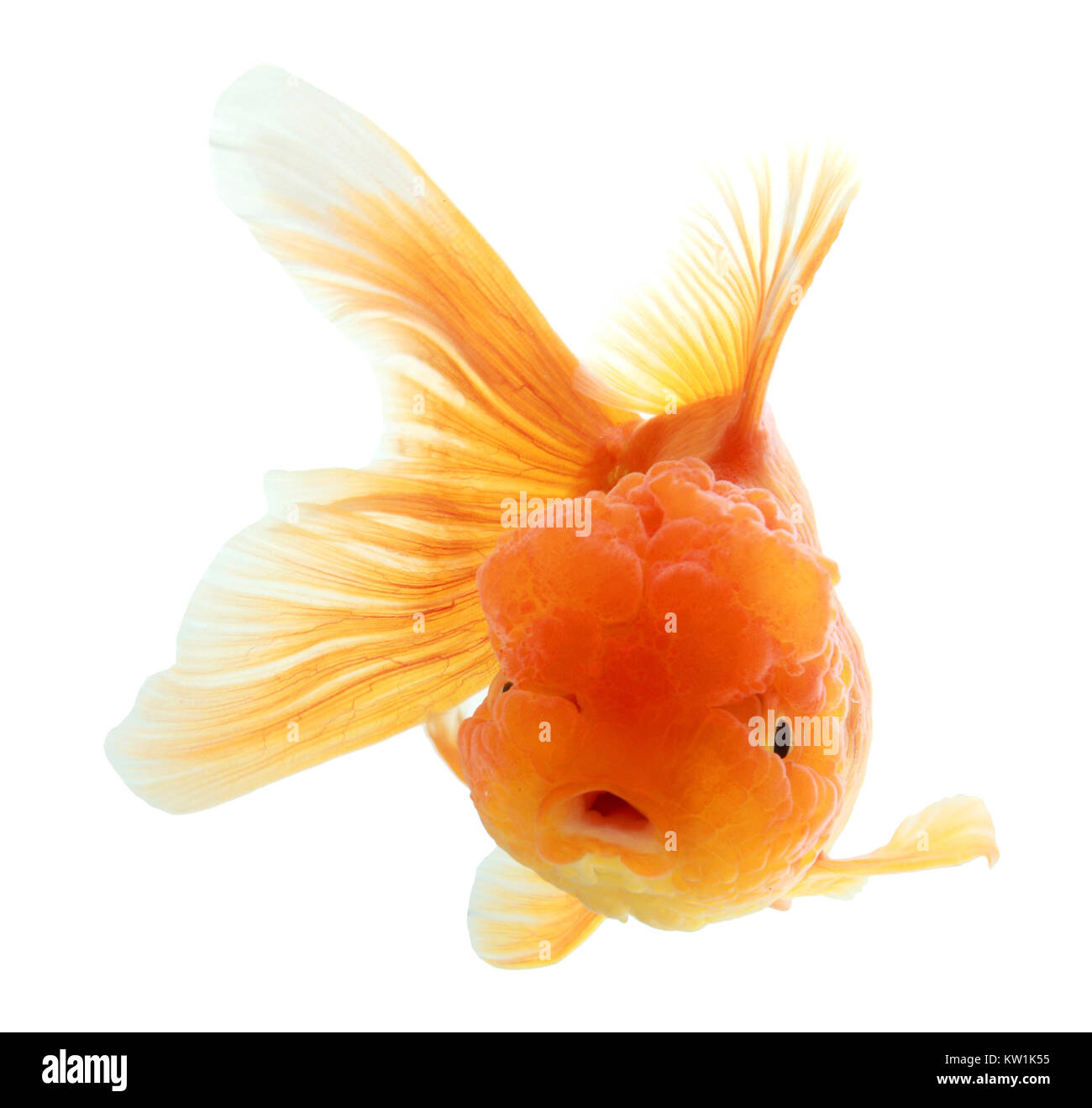 closeup of a goldfish isolated Stock Photo - Alamy