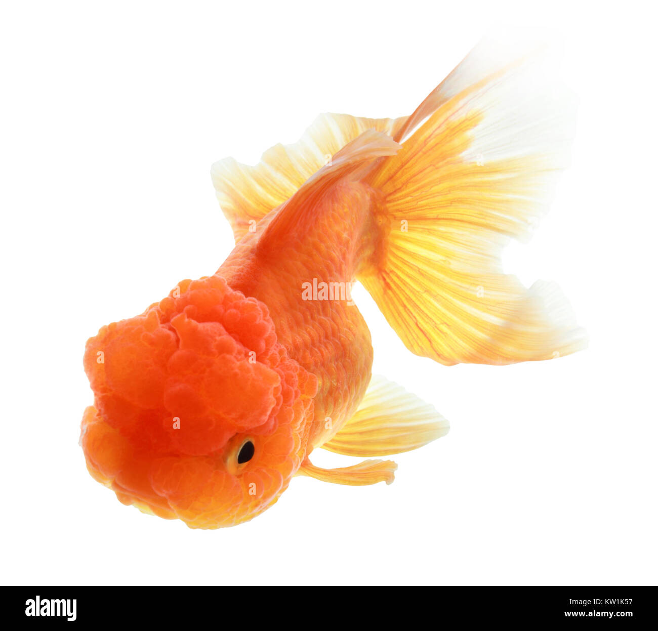 Gold fish home aquarium Cut Out Stock Images & Pictures - Alamy