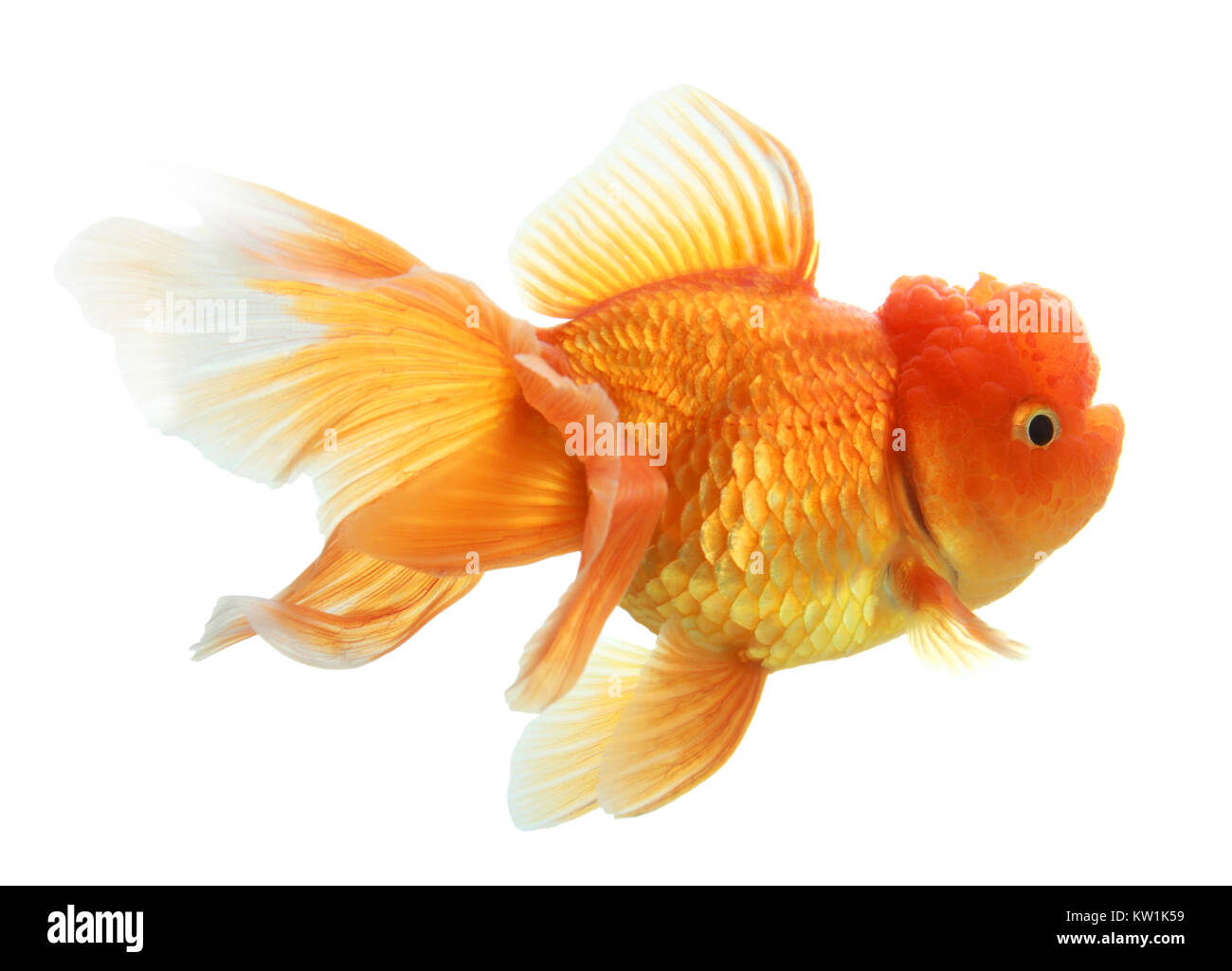 closeup of a goldfish isolated Stock Photo - Alamy