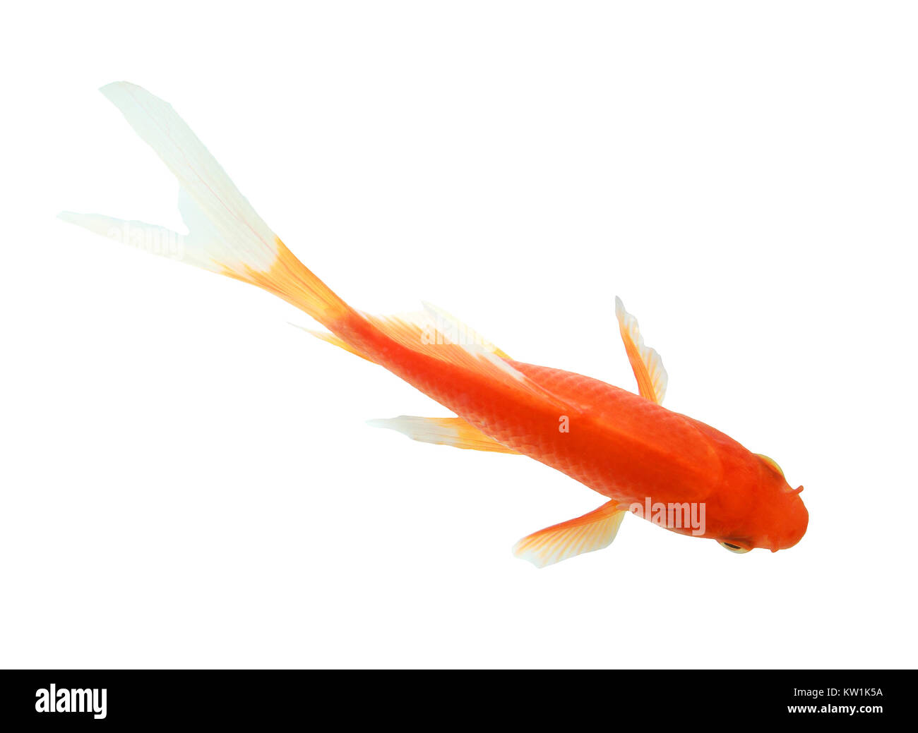 closeup of a goldfish isolated Stock Photo - Alamy