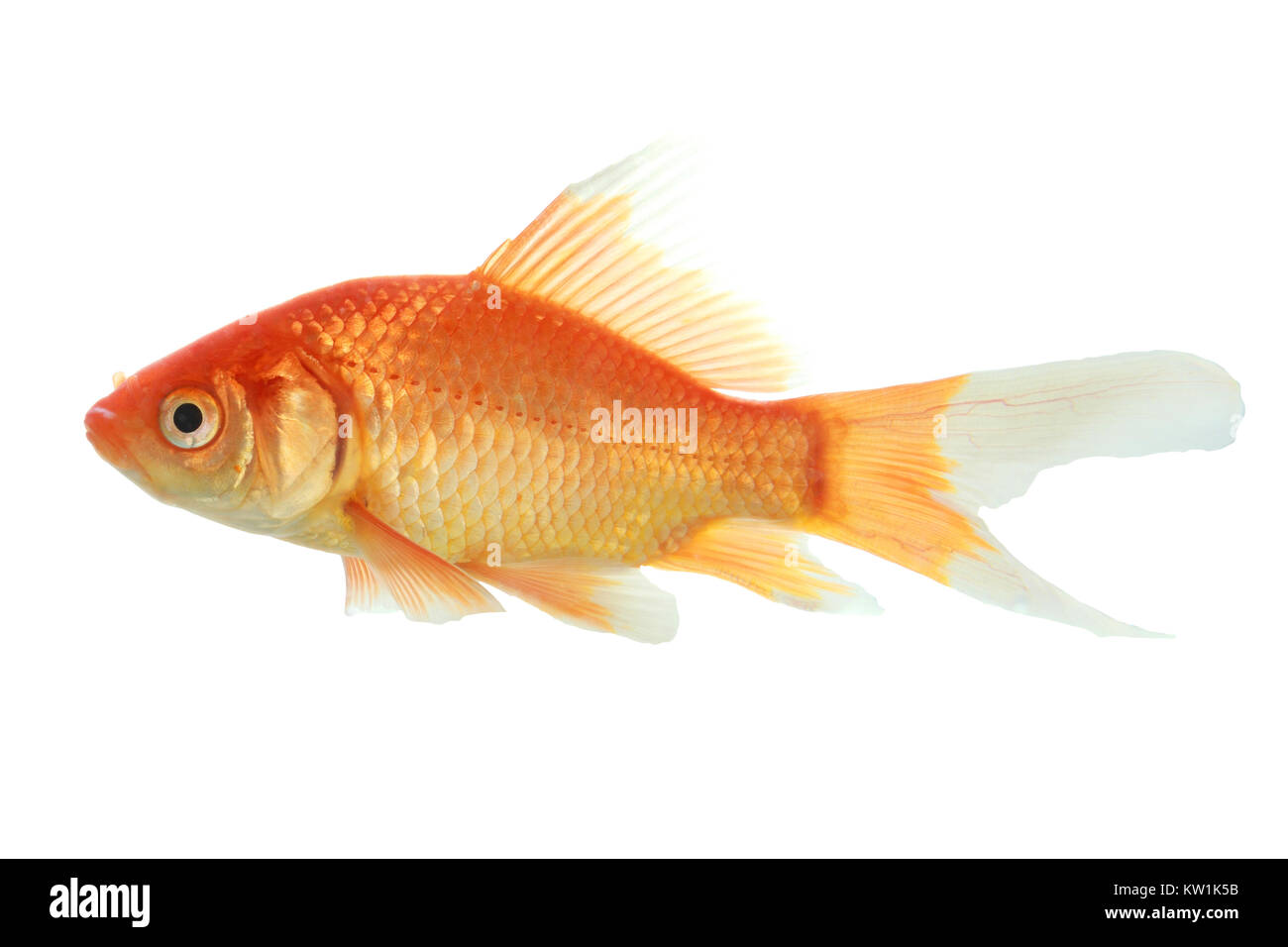 closeup of a goldfish isolated Stock Photo - Alamy