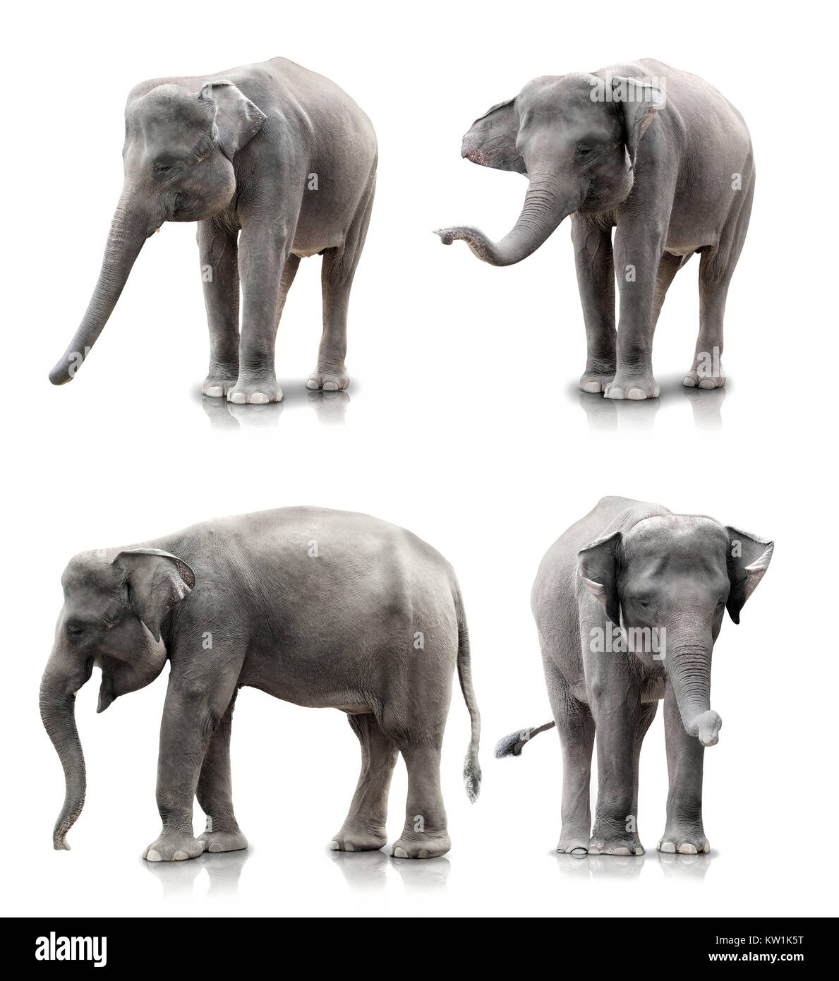 Elephant Trunk Cut Out Stock Images & Pictures - Alamy