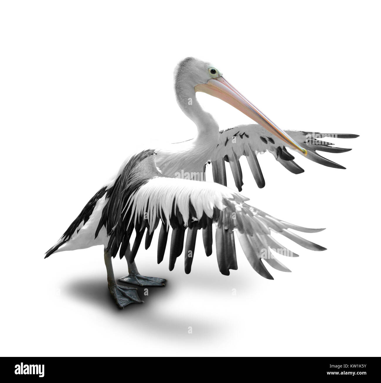 Pelican express hi-res stock photography and images - Alamy