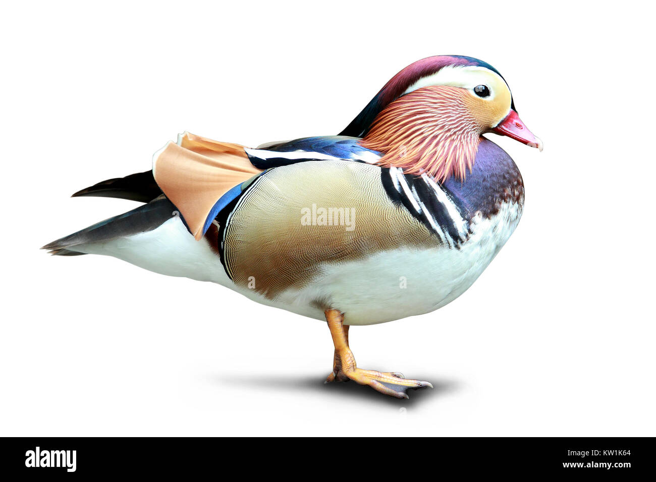 Colorful Mandarin duck standing isolated in white background Stock ...