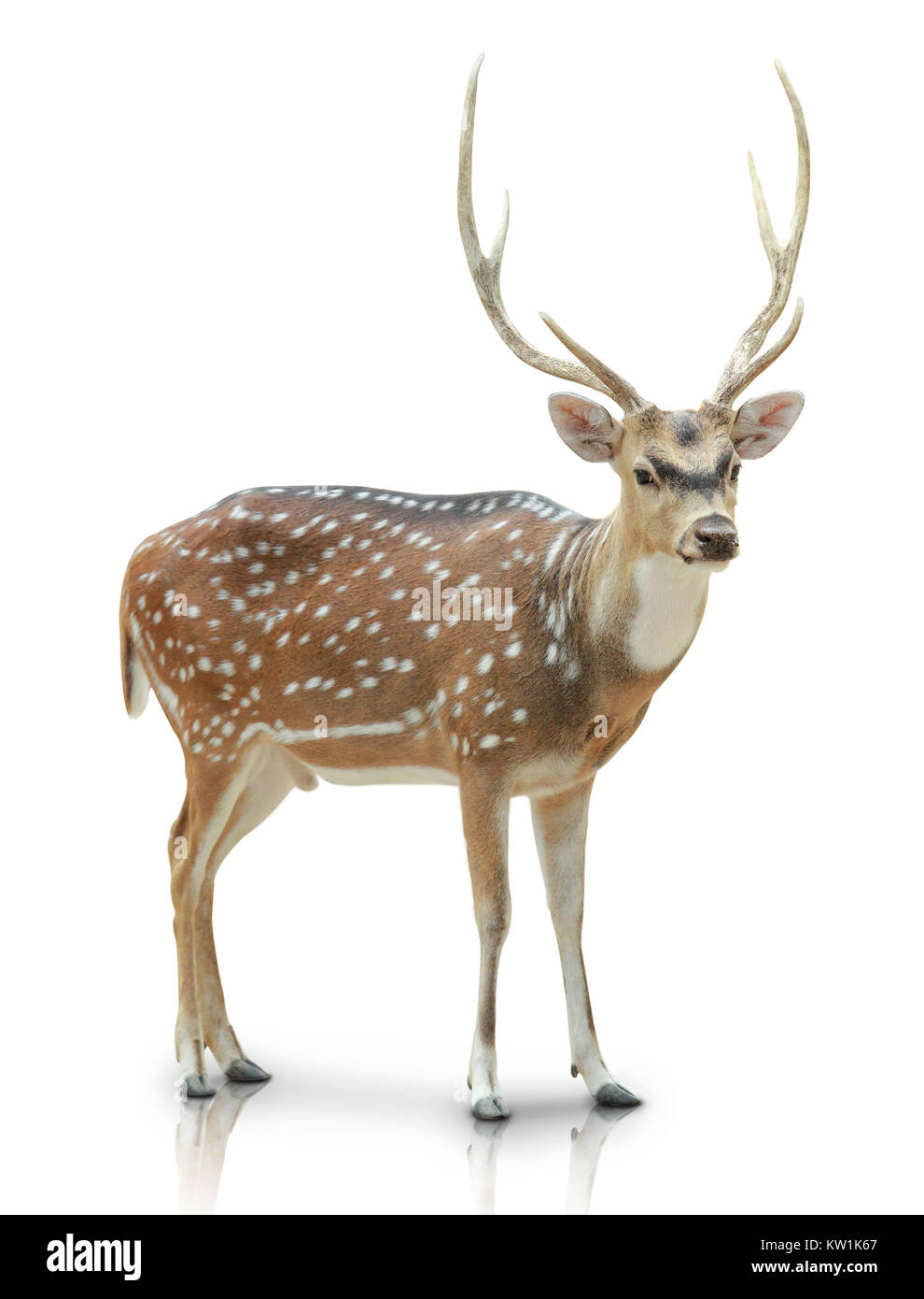 Chital, Spotted deer isolated in white background Stock Photo - Alamy