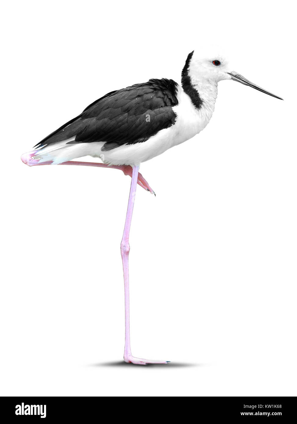 Storke isolated in white background Stock Photo - Alamy