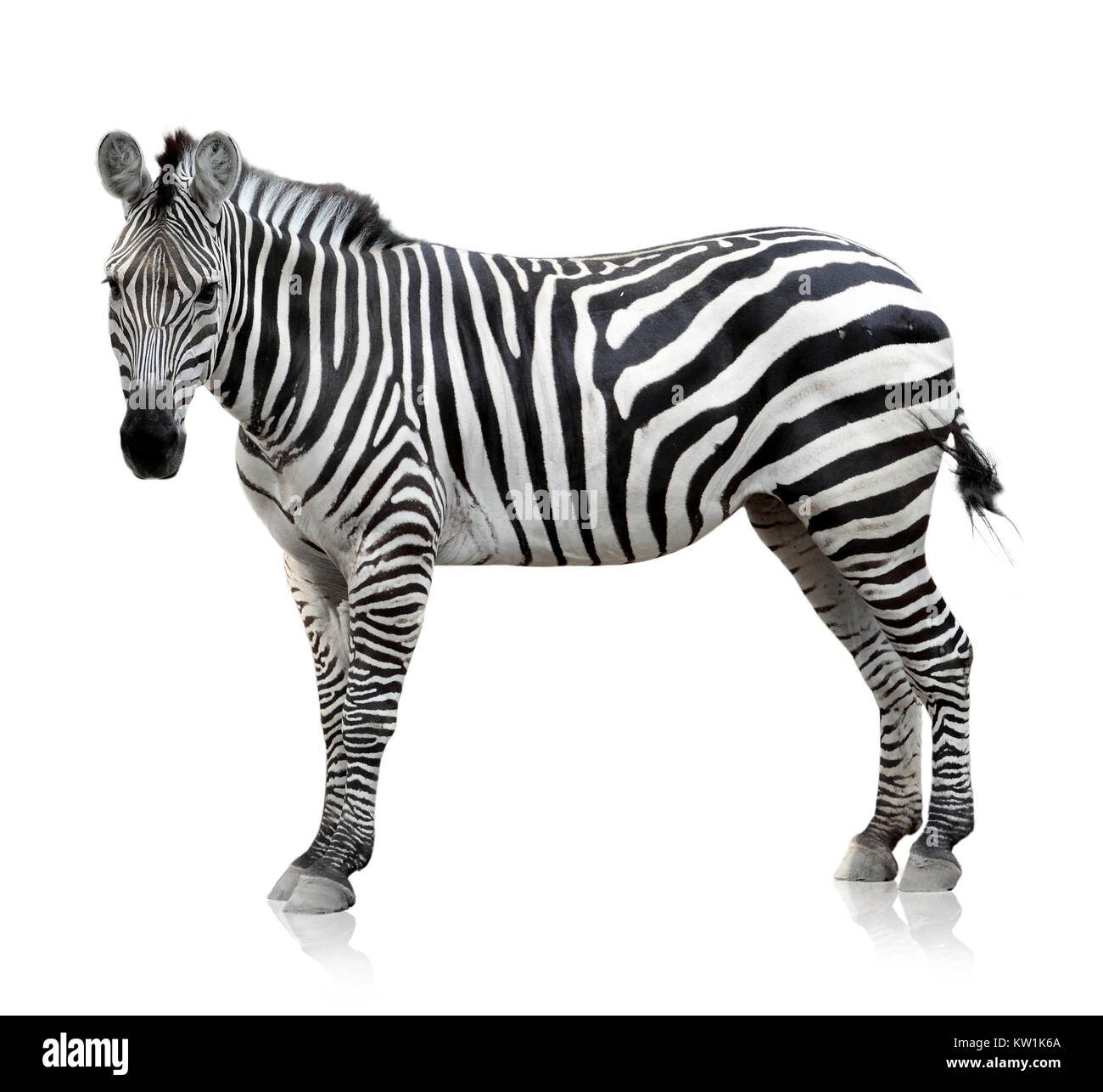Zebra on white background Stock Photo - Alamy