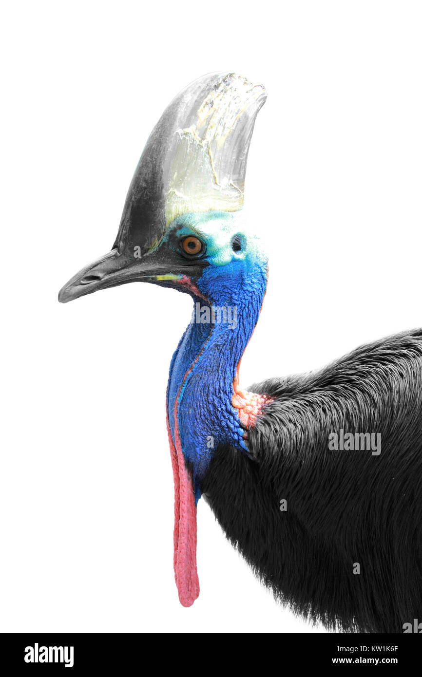 Cassowary isolated in white background, focused on head Stock Photo - Alamy