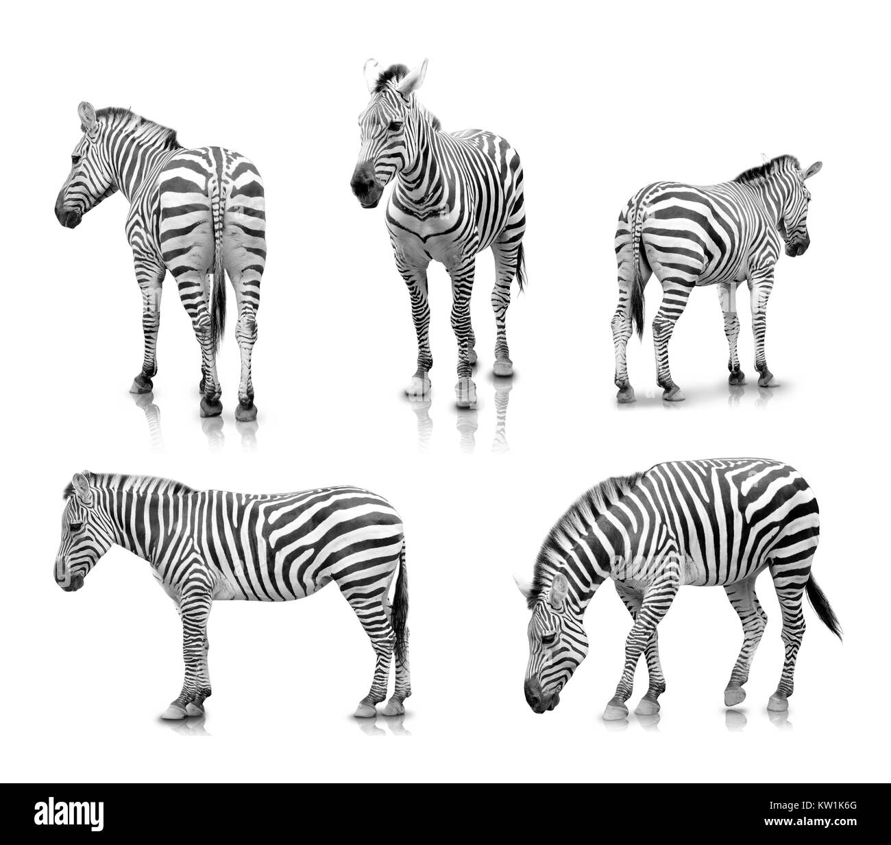 Zebras Cut Out Stock Images & Pictures - Alamy