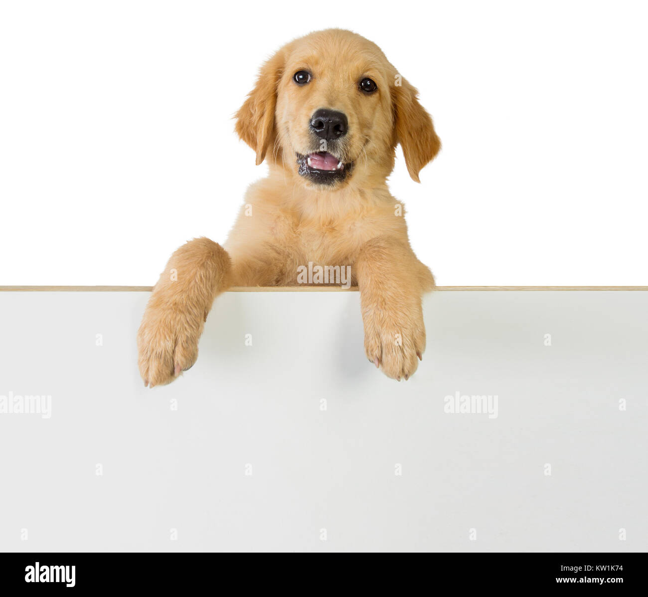 Golden retriever puppy board hi-res stock photography and images - Alamy