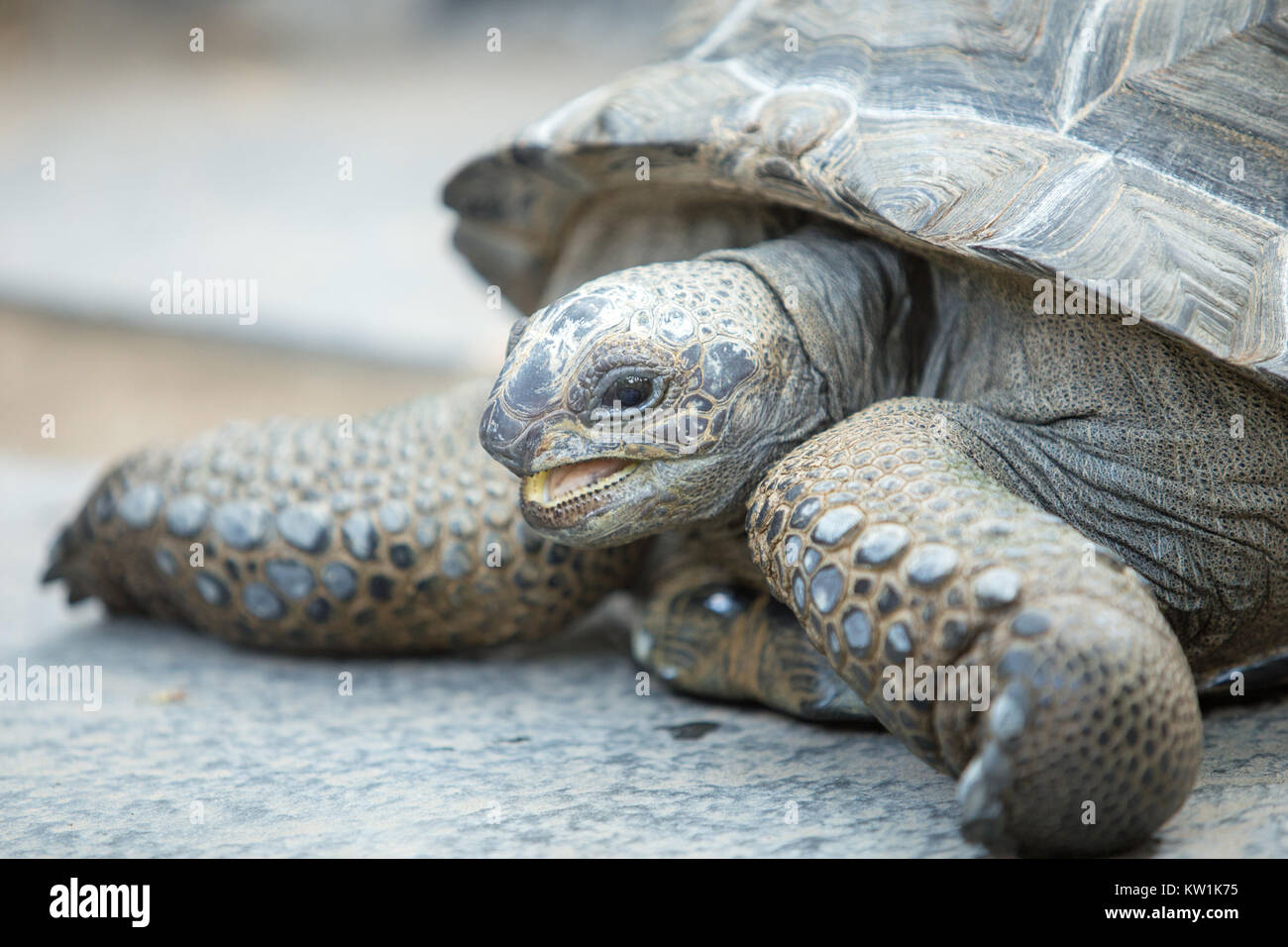 Close up of a tortoise, side view Stock Photo - Alamy