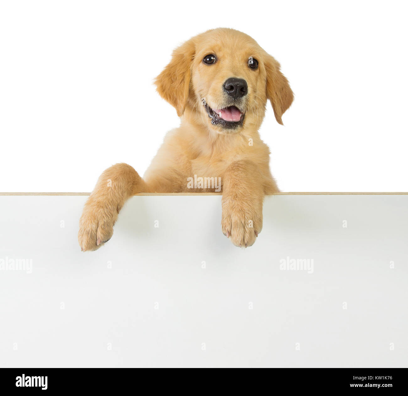 Golden retriever puppy board hi-res stock photography and images - Alamy