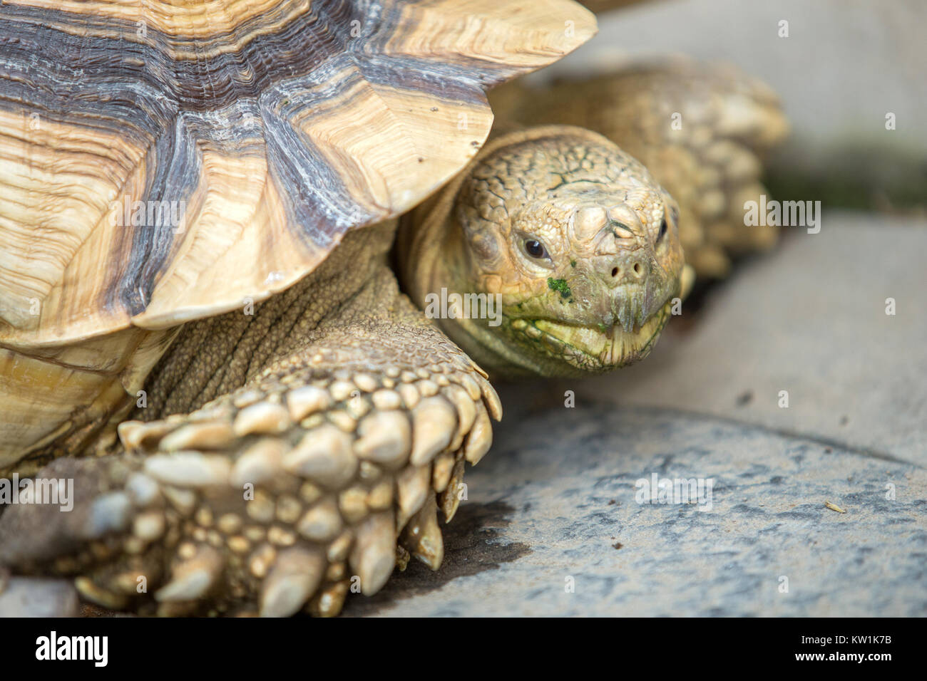 Close up of a tortoise, side view Stock Photo - Alamy
