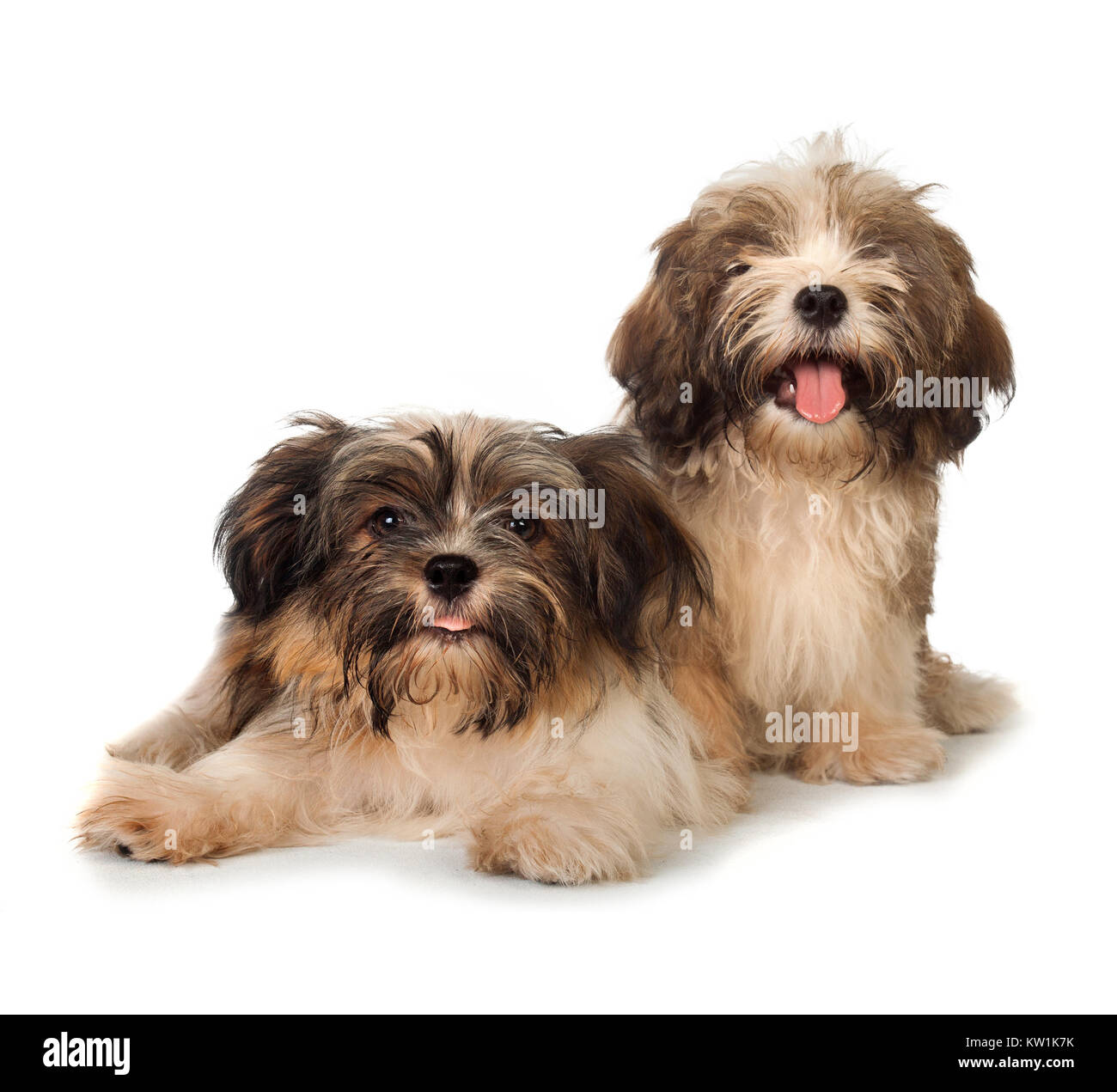 Two happy havanese dog isolated on white background Stock Photo - Alamy