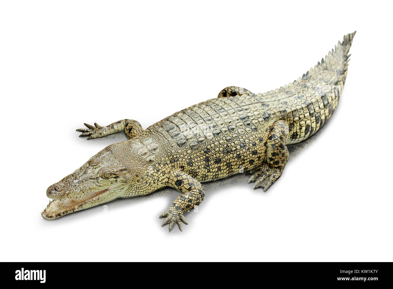 Roaring crocodile isolated in white background Stock Photo - Alamy