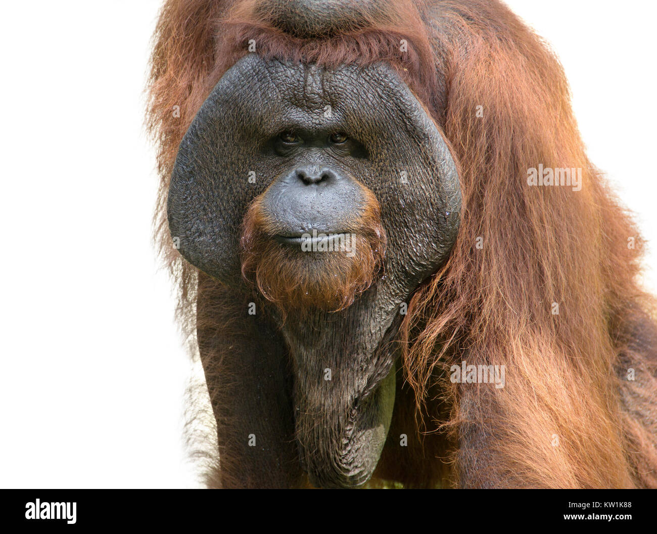 Biped creature hi-res stock photography and images - Alamy