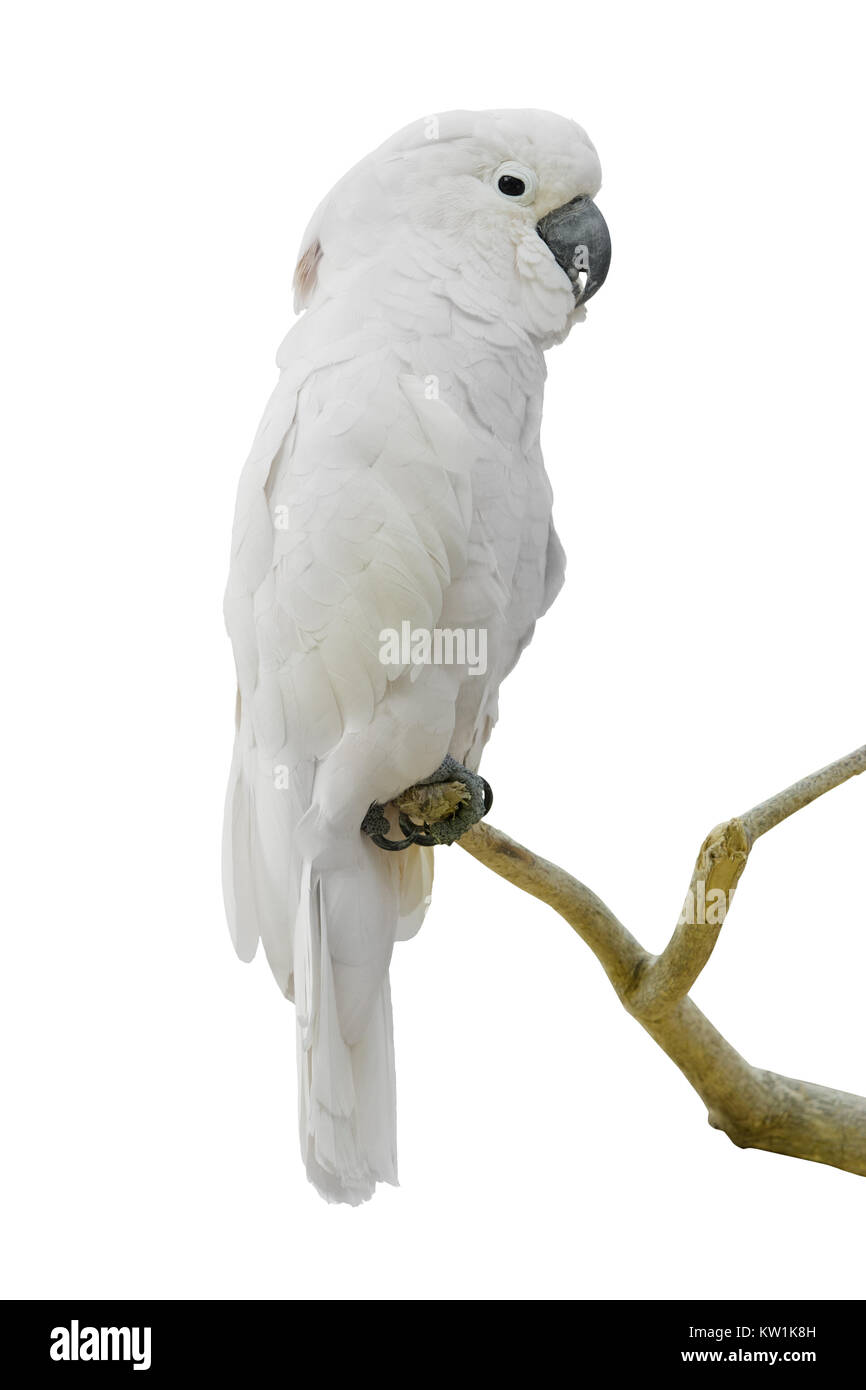 White parrot hi-res stock photography and images - Alamy