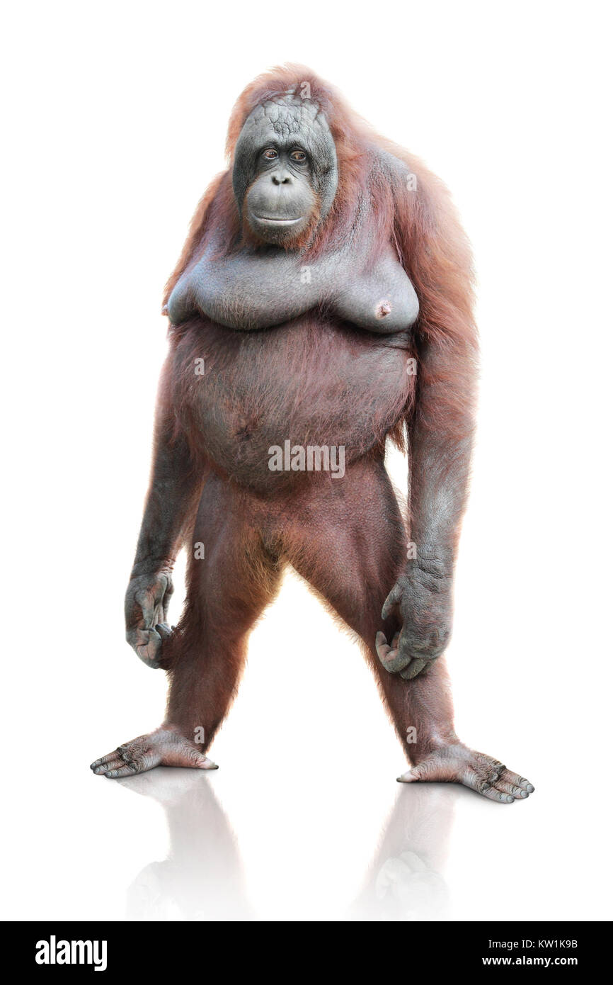 Orangutan standing hi-res stock photography and images - Alamy