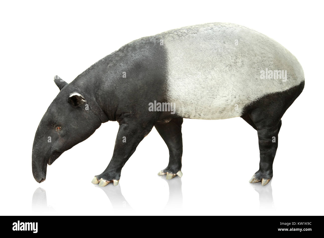 Portrait of tapir on white background Stock Photo - Alamy