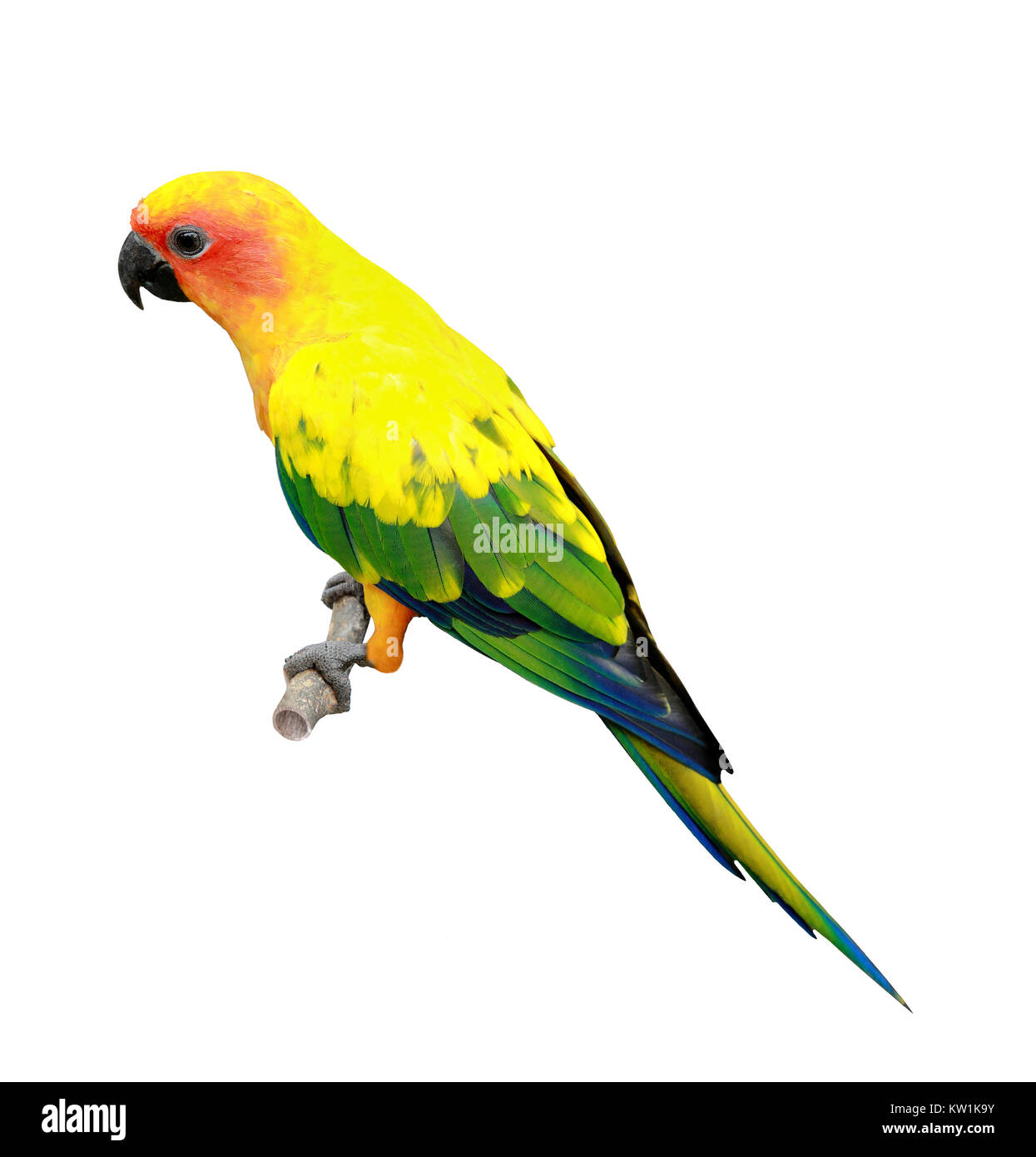Sun Conure parakeet Stock Photo - Alamy