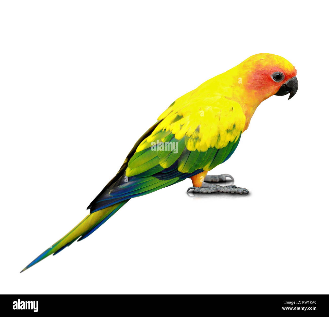 Sun Conure parakeet Stock Photo - Alamy