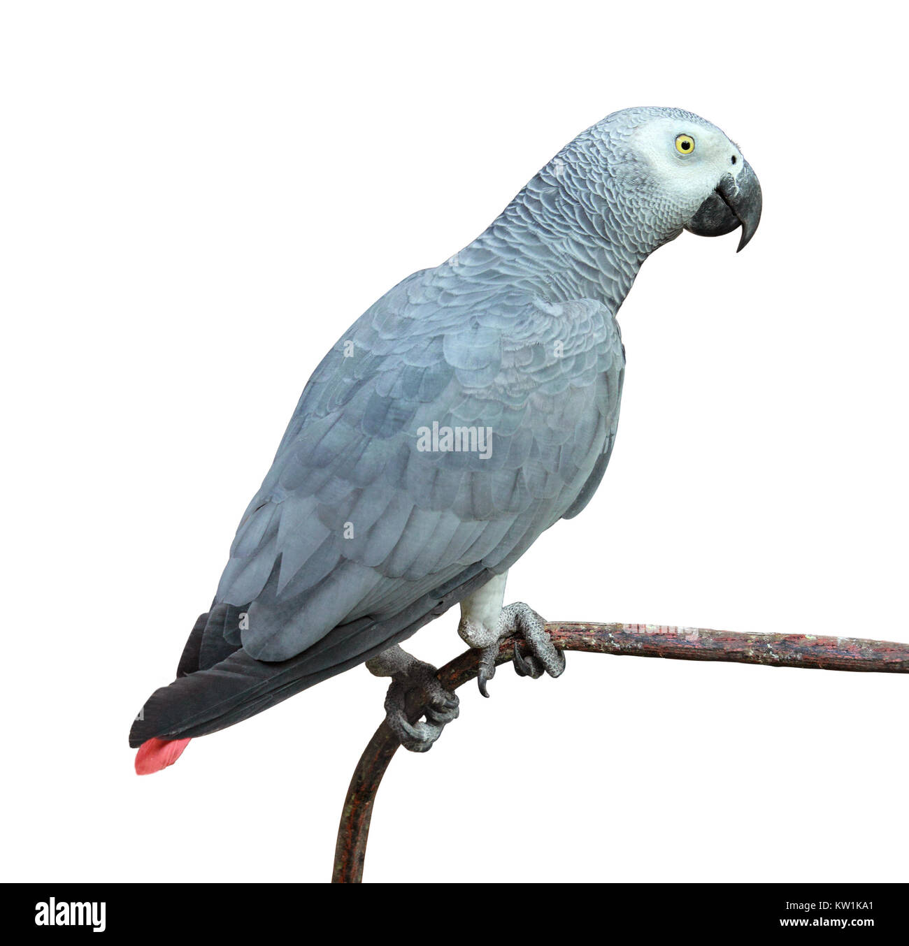 Parrot side view Cut Out Stock Images & Pictures - Alamy