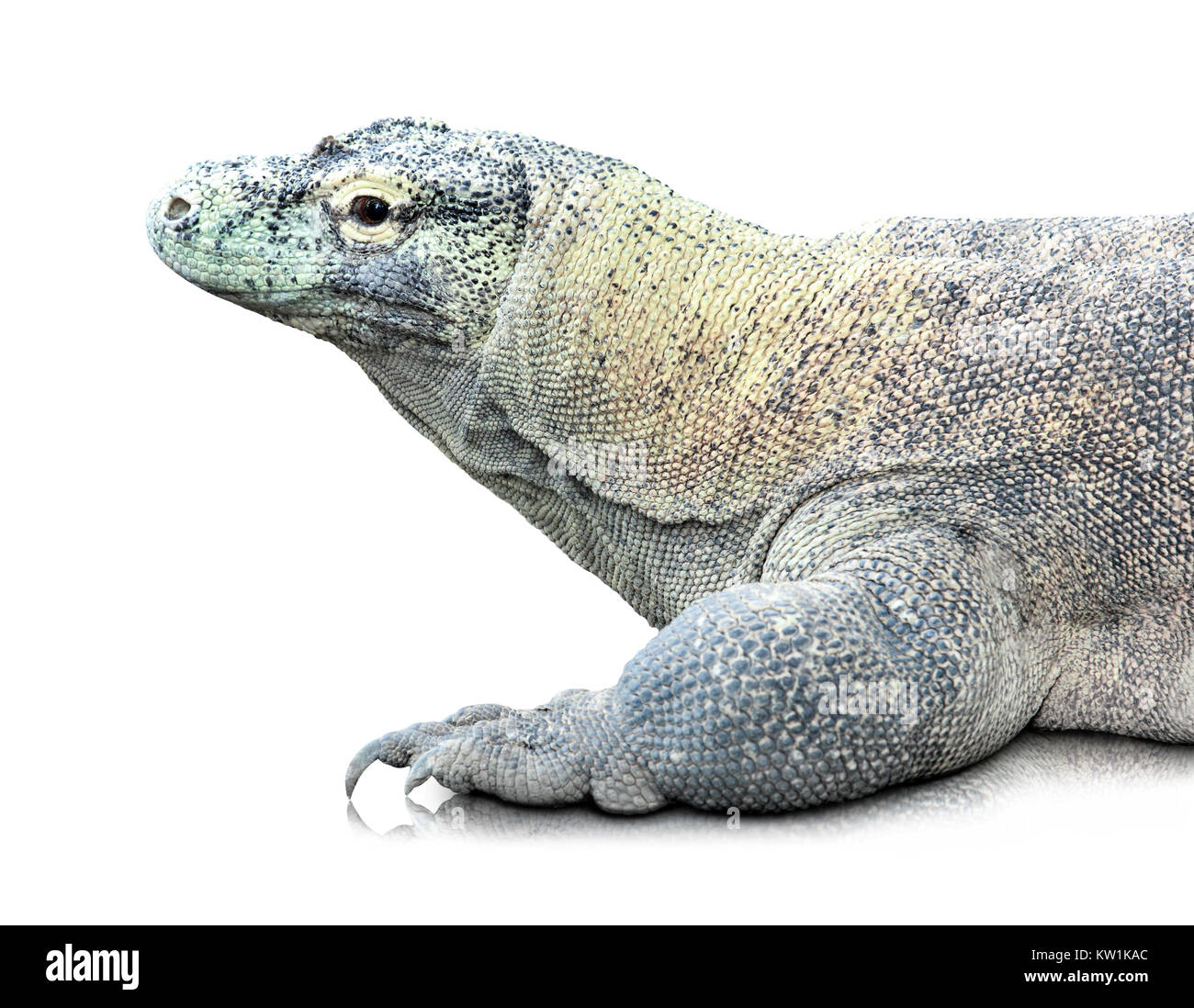 Komodo dragon claw hi-res stock photography and images - Alamy
