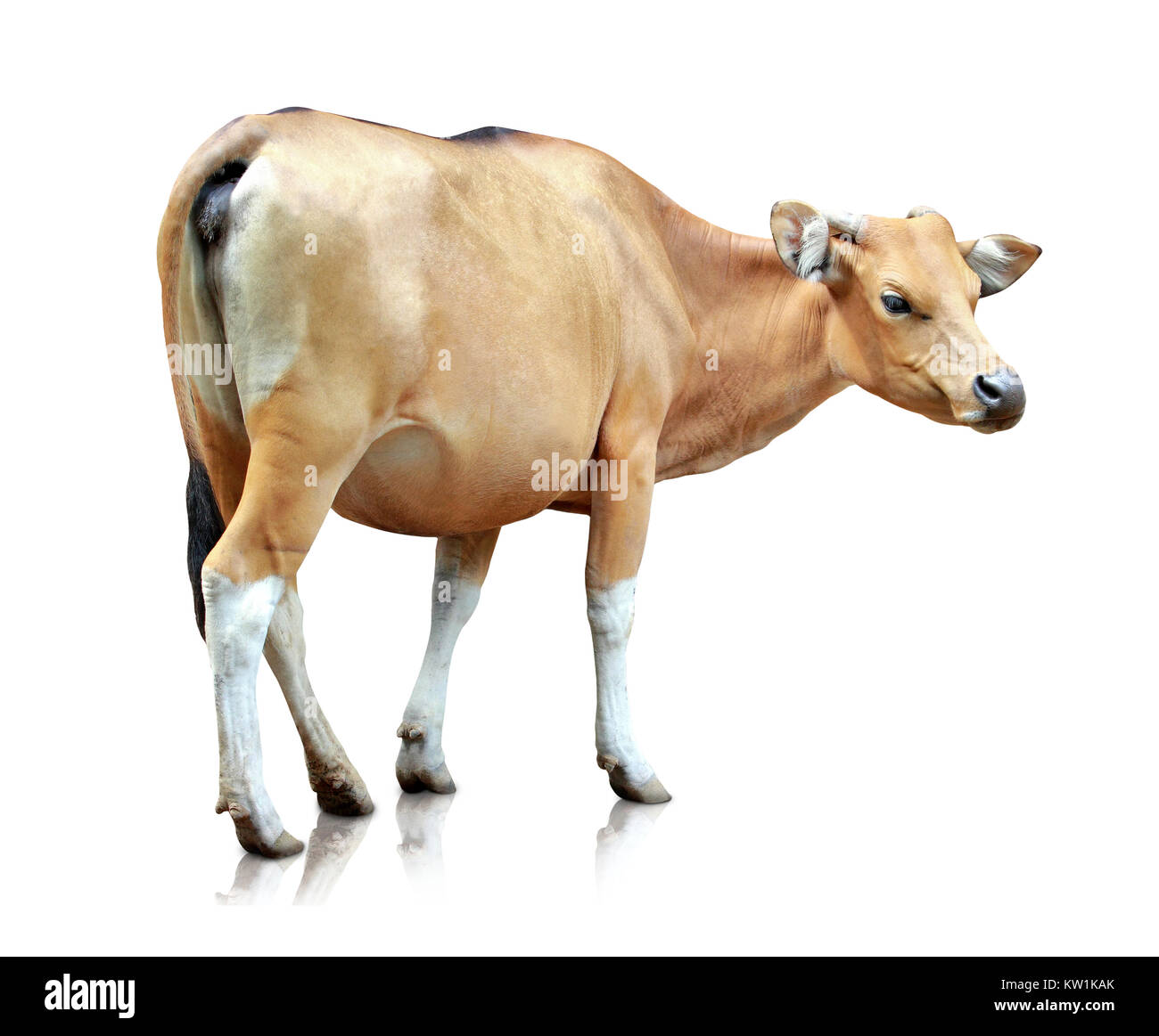 brown banteng isolated on white background Stock Photo - Alamy