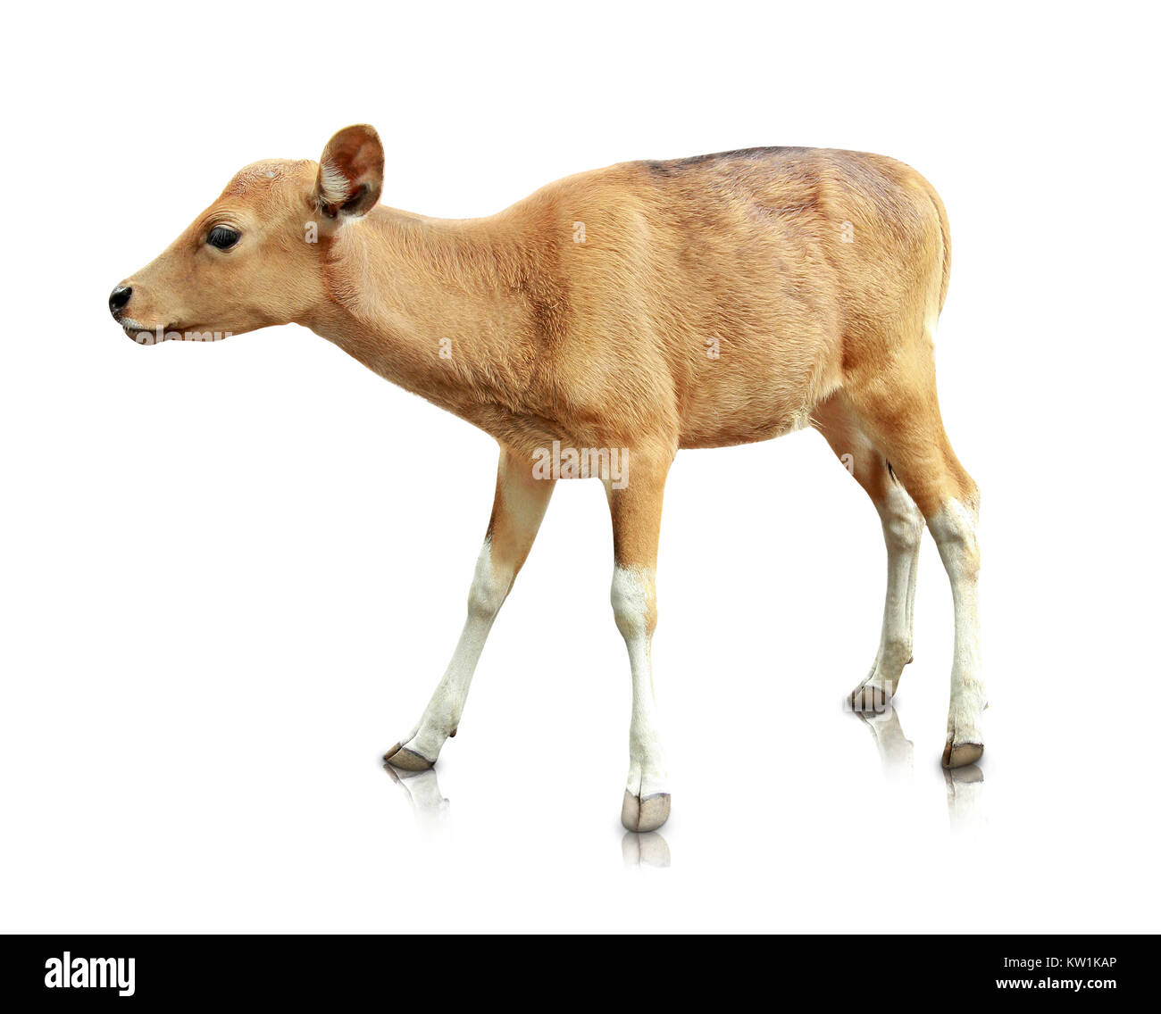 baby brown banteng isolated on white background Stock Photo - Alamy
