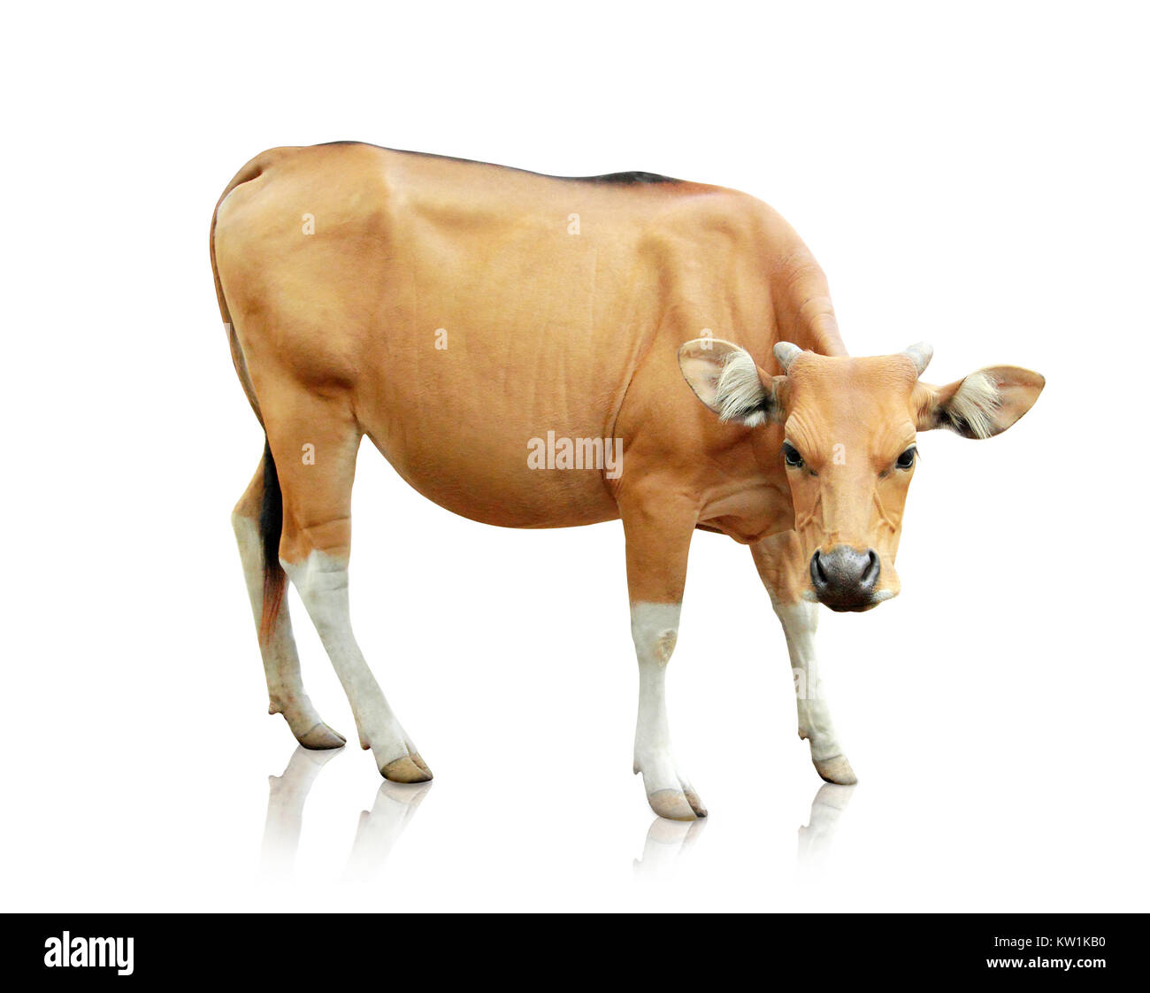 brown banteng isolated on white background Stock Photo - Alamy