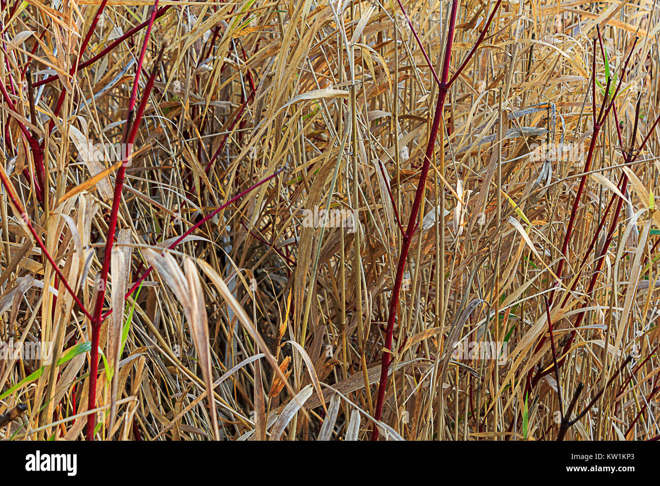 colorful grasses and branches Stock Photo - Alamy