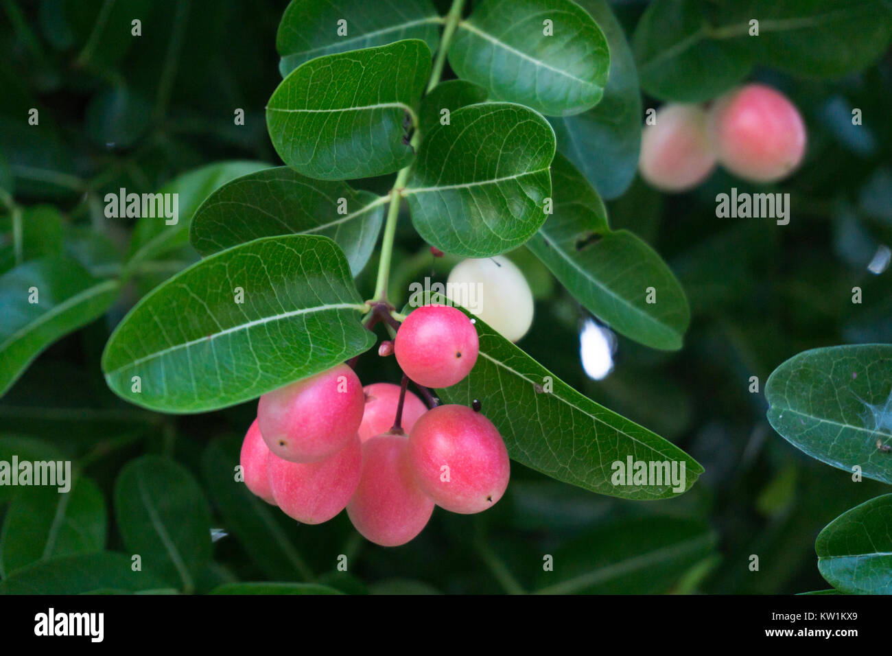 Carunda or Karonda,Fruit for health,You can meet them in central or ...