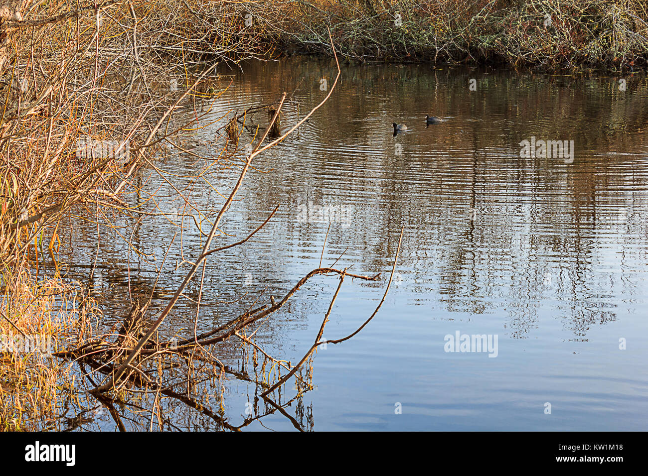 ducks and overgrown bank Stock Photo - Alamy
