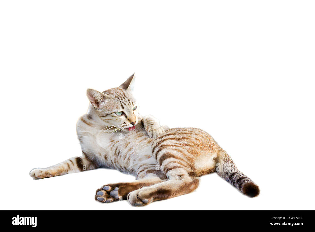 Cat lying down,cat isolated on white background Stock Photo - Alamy
