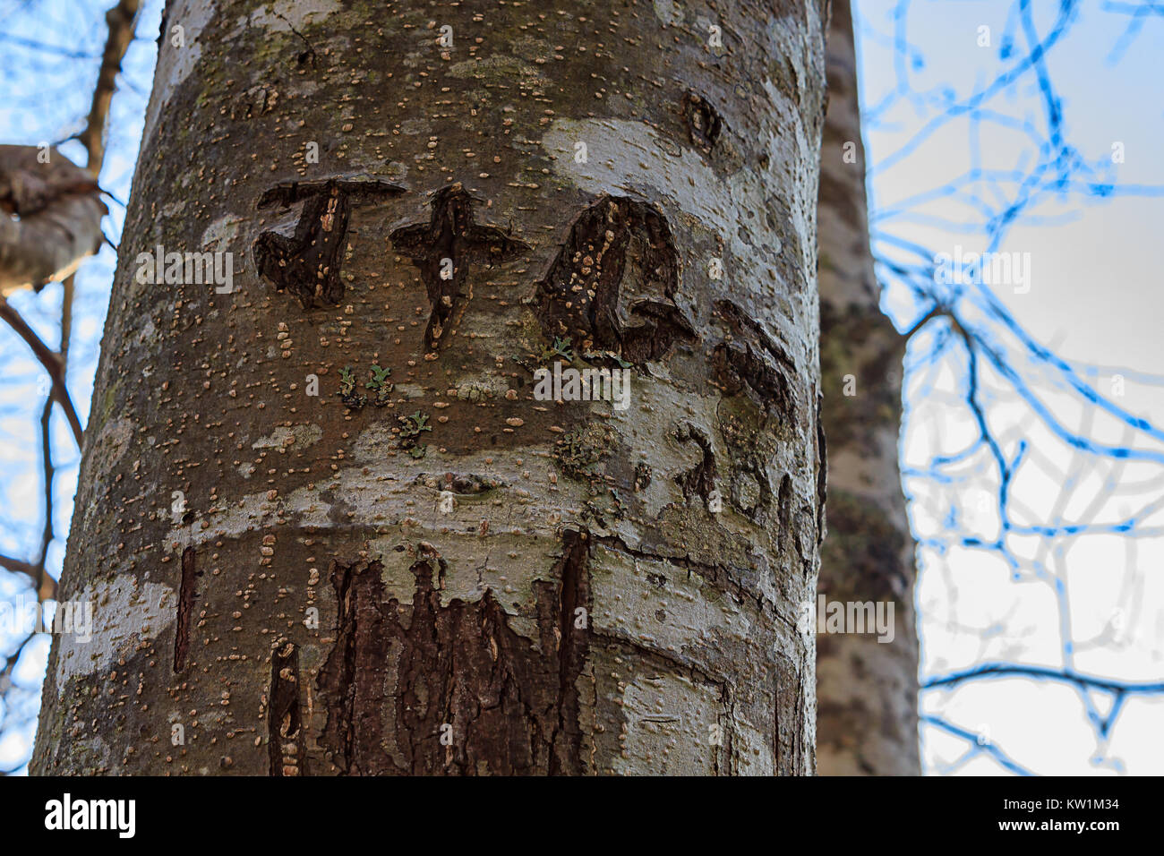 Initials Carved Tree Carving Stock Photos & Initials Carved Tree ...