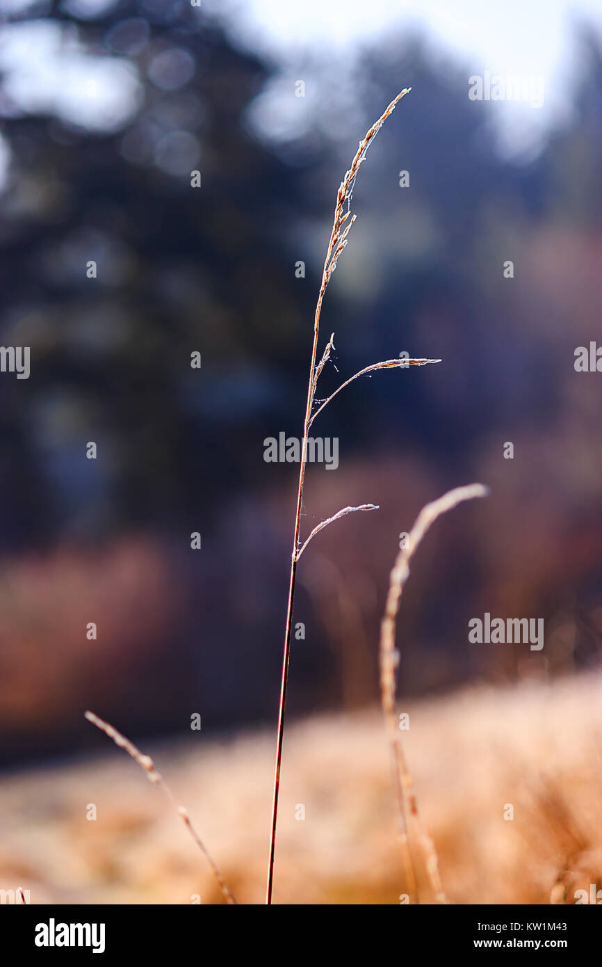 single strand of grass with webs Stock Photo - Alamy