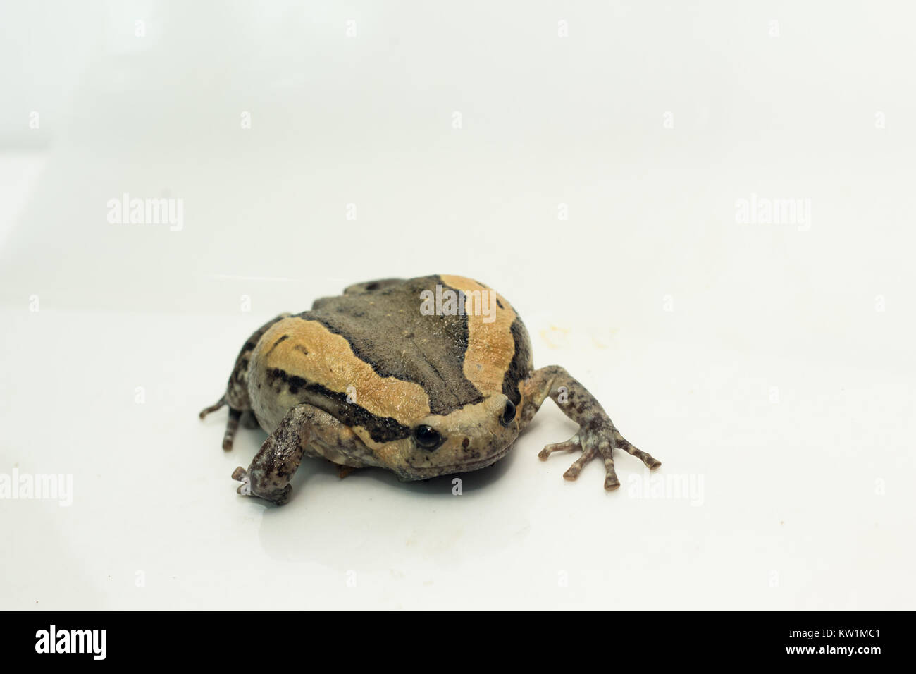 Bullfrog (Kaloula pulchra, Microhylinae) isolated on white background ...