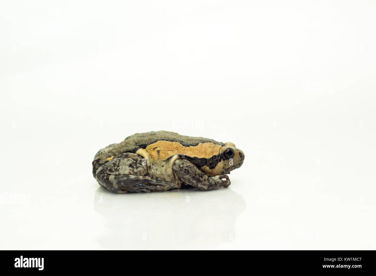 Bullfrog (Kaloula pulchra, Microhylinae) isolated on white background ...