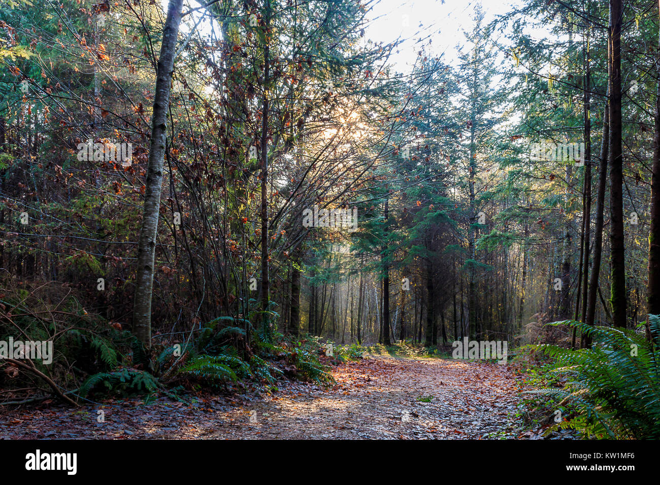 winter path through pine trees Stock Photo - Alamy