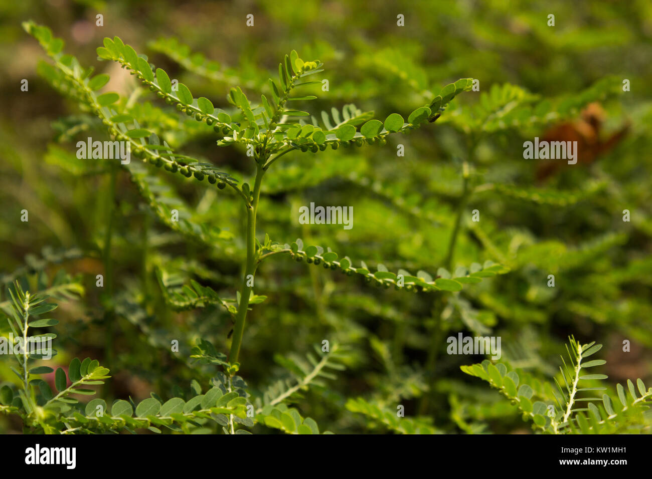 Stonebreaker on the floor with sunshine Stock Photo - Alamy