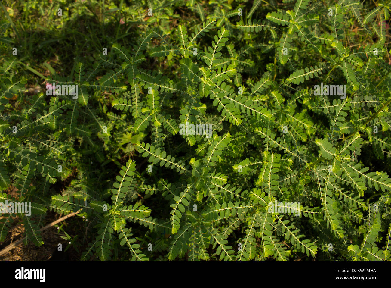Stonebreaker on the floor with sunshine Stock Photo - Alamy