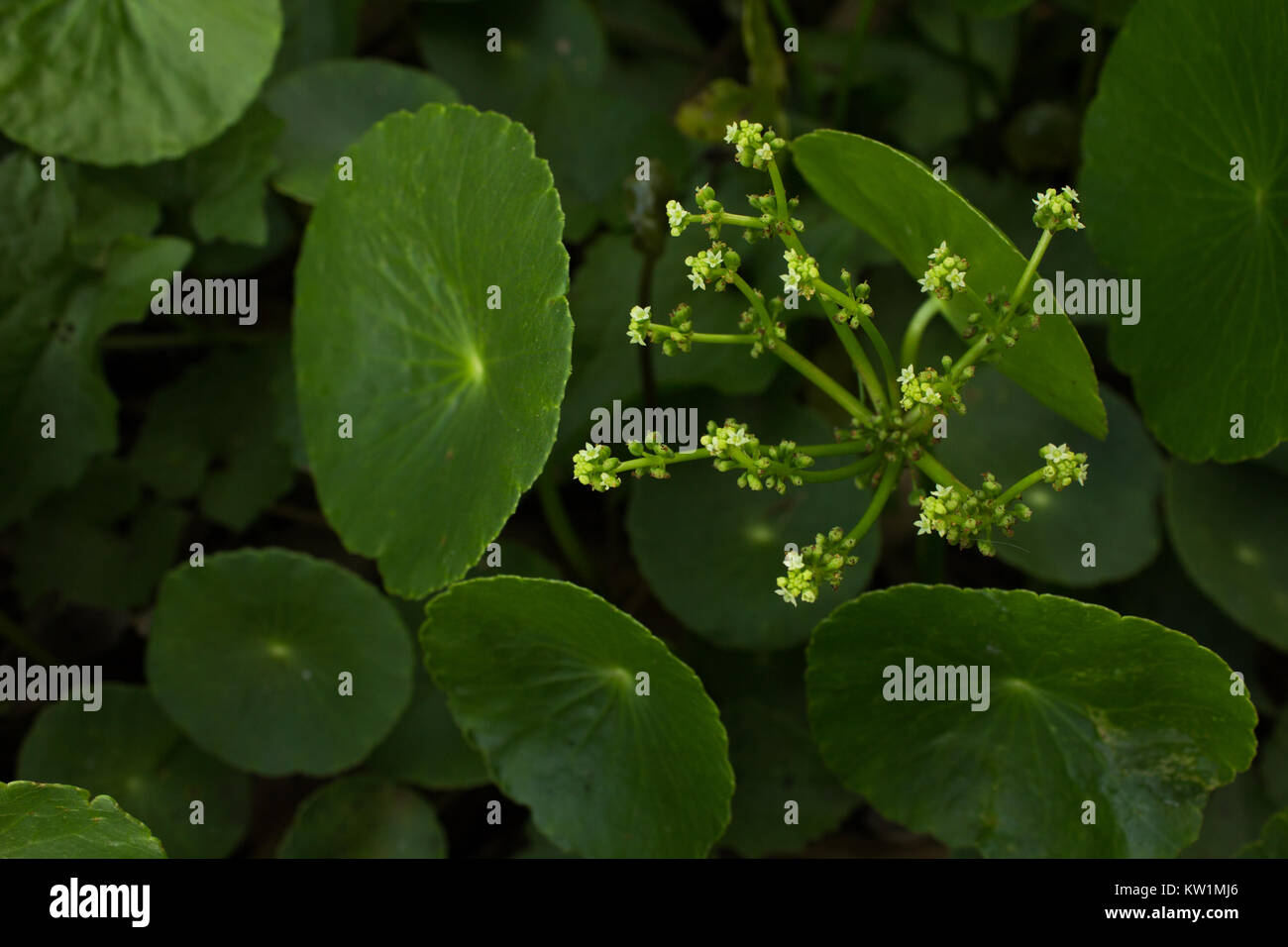 Centella asiatica flowers top view White ash flower Stock Photo - Alamy