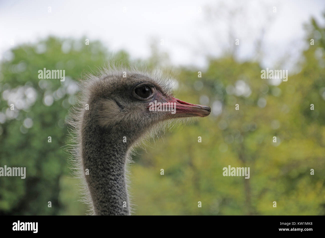 head of a common ostrich Stock Photo - Alamy